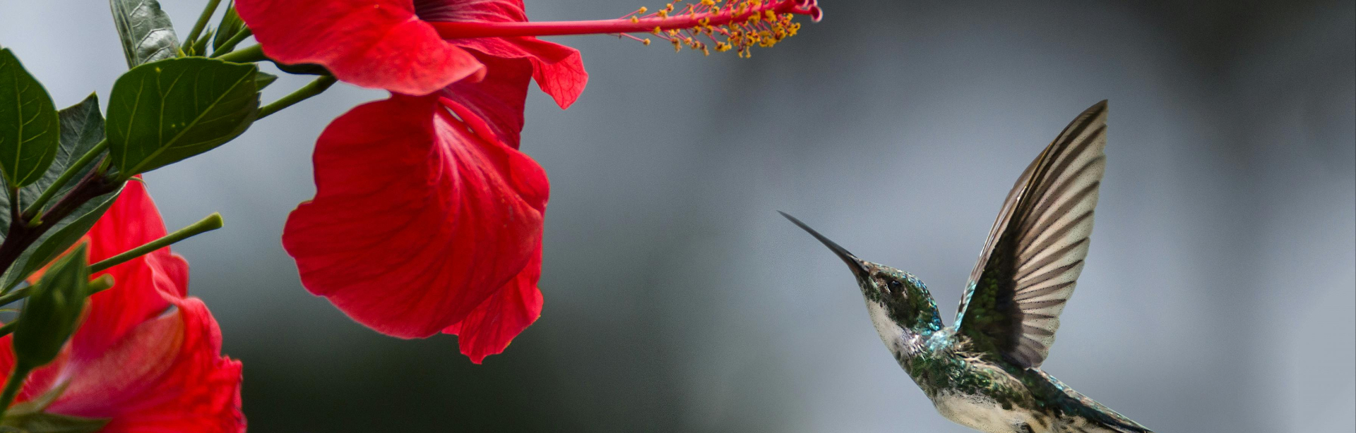 EMDR Consultation/Supervision - Lilac Dragonfly Therapy